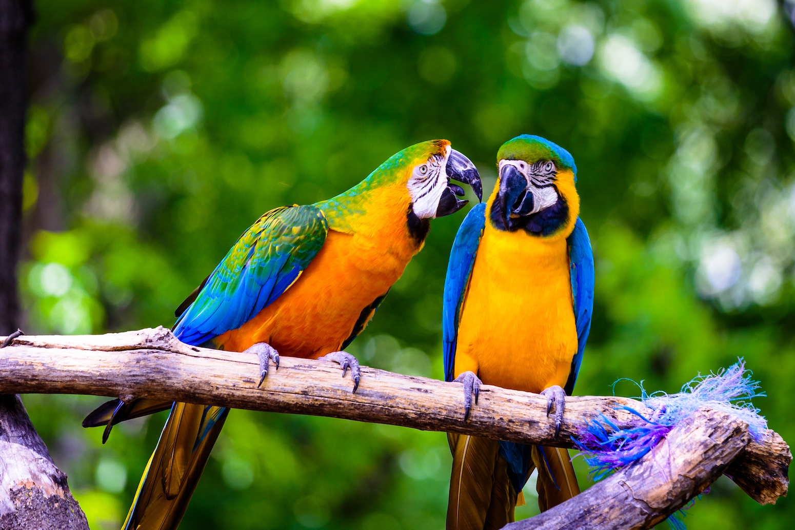 Why Are Macaws So Colorful