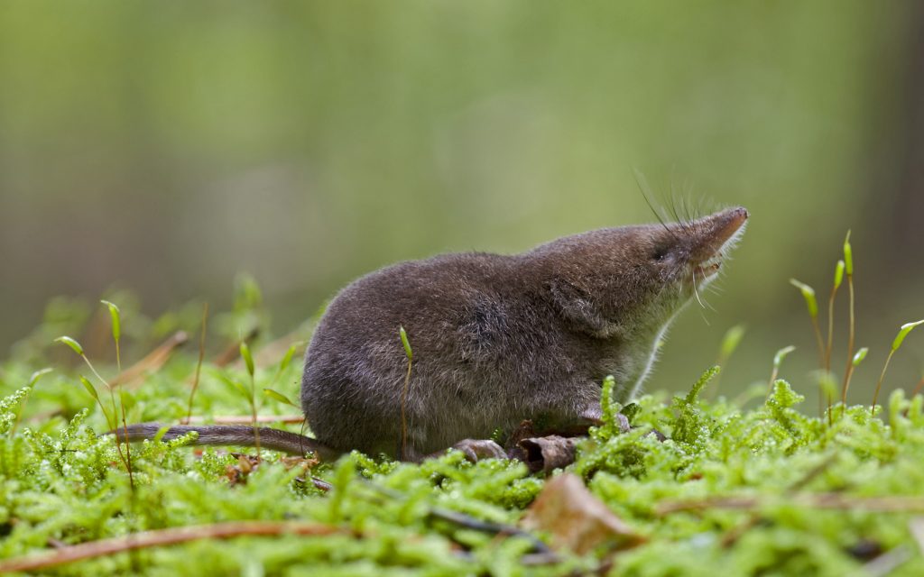 Red-toothed shrews have heads that shrink and expand with weather ...