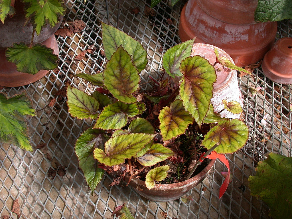 Begonia Handelii -- Earthpedia plant