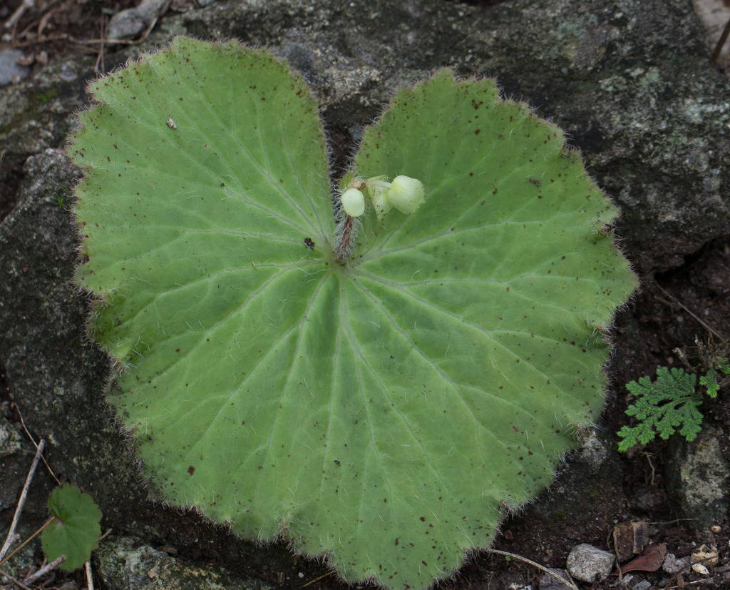 Begonia Monophylla -- Earthpedia plant