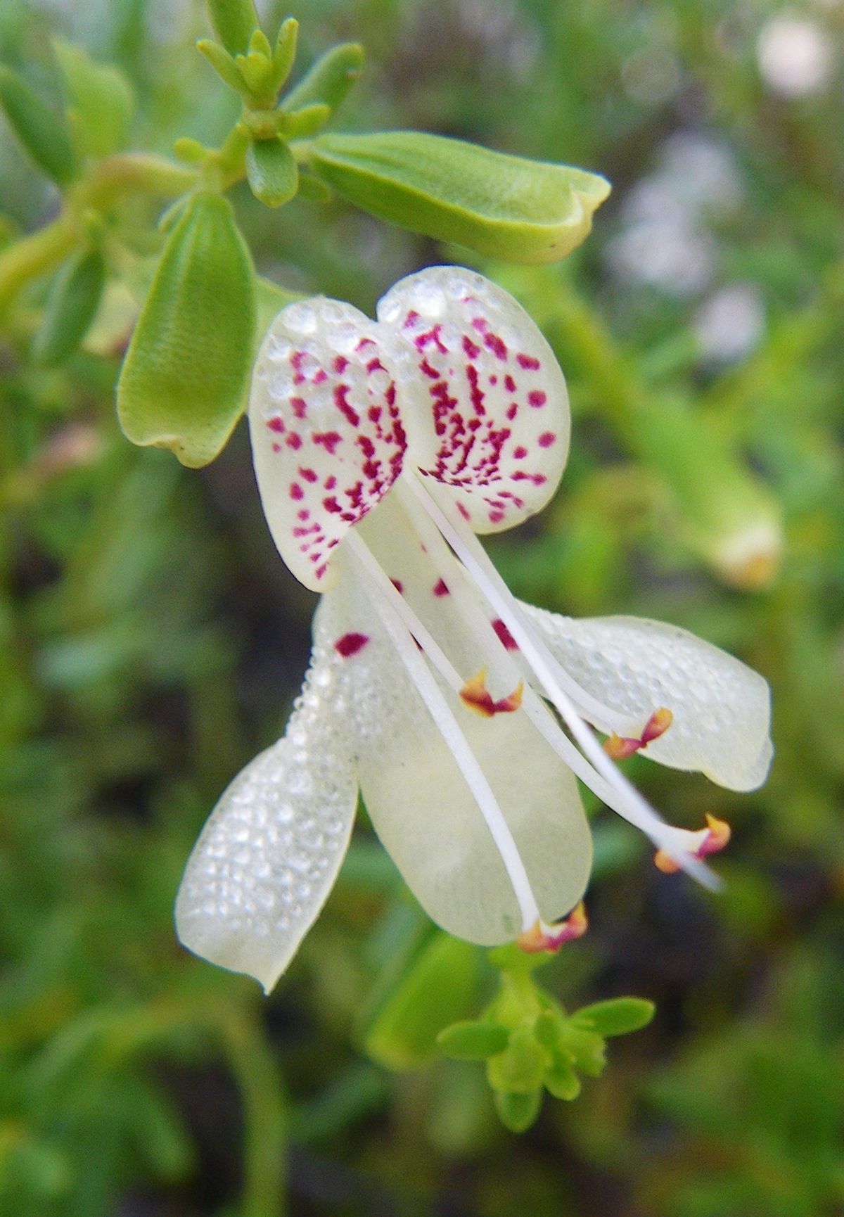 Plantsnap – Identify Plants, Trees, Mushrooms With An App