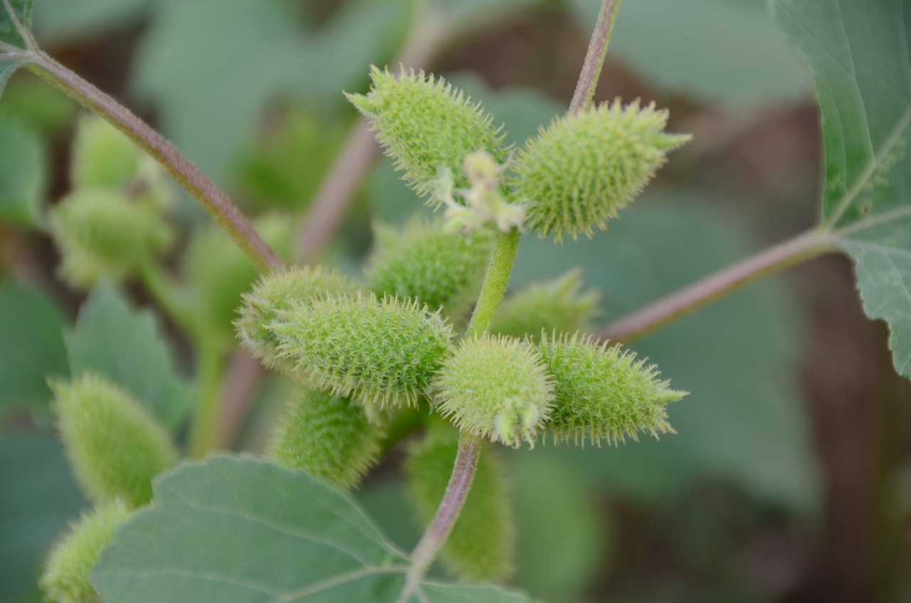 Xanthium