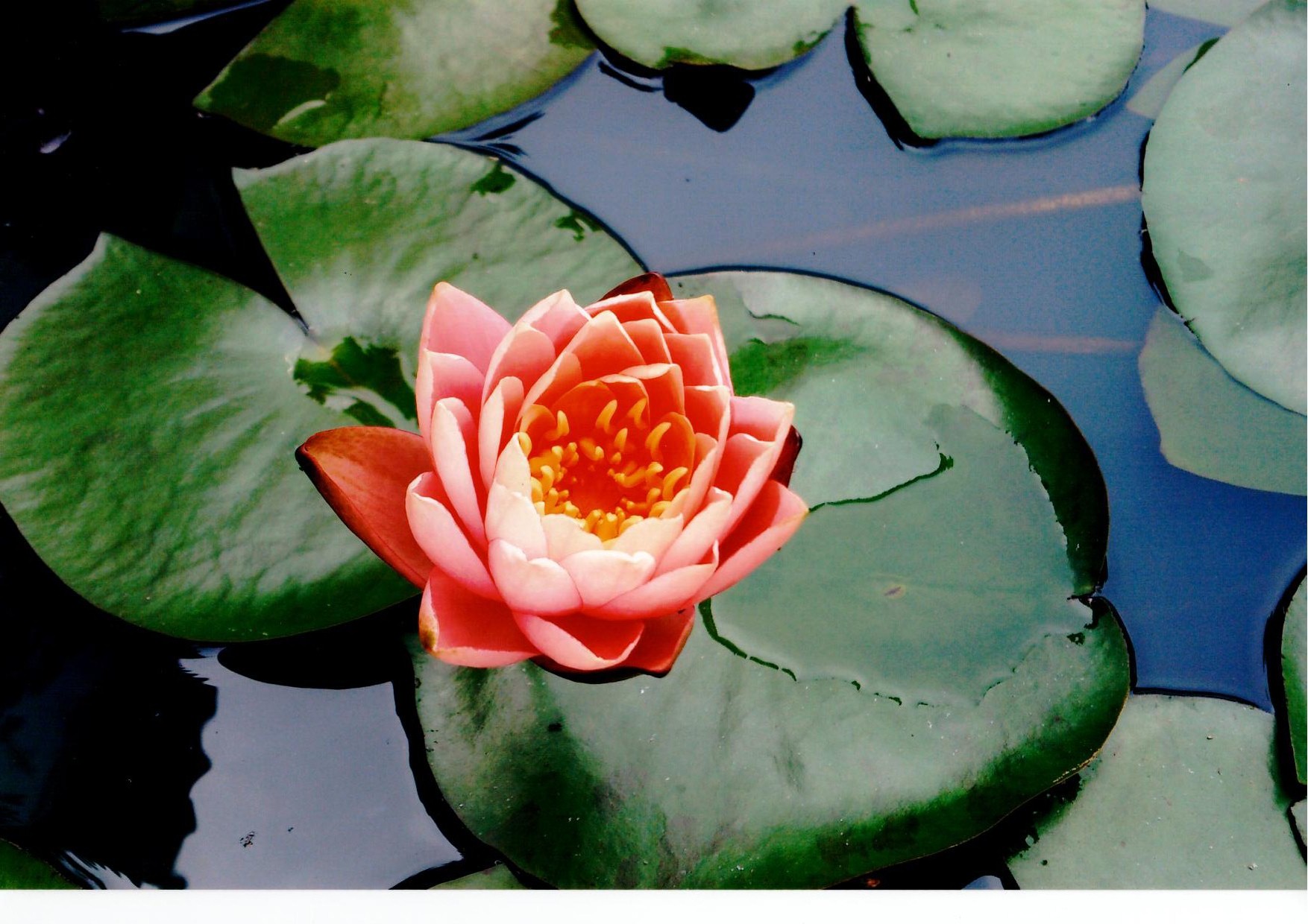 Plantsnap – Identify Plants, Trees, Mushrooms With An App
