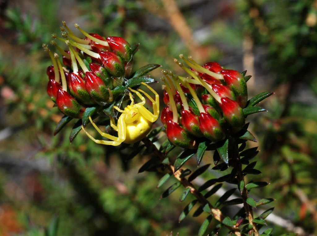 Plantsnap – Identify Plants, Trees, Mushrooms With An App