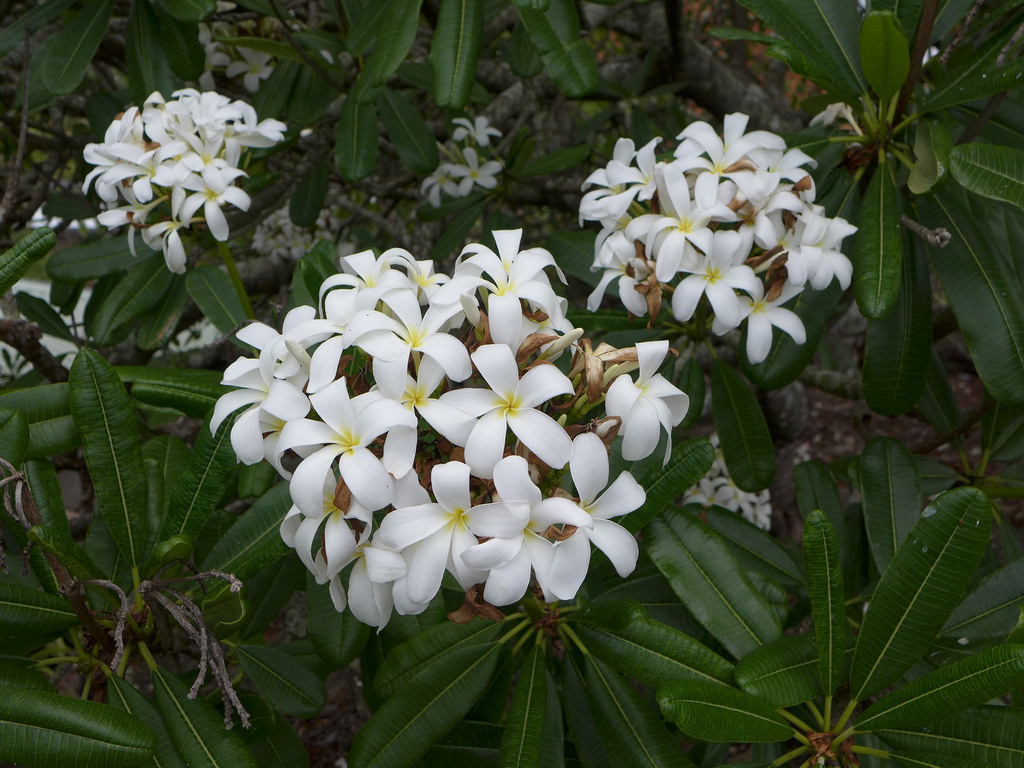 Plantsnap – Identify Plants, Trees, Mushrooms With An App