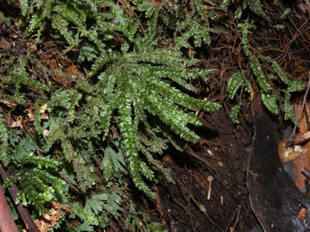 Plantsnap – Identify Plants, Trees, Mushrooms With An App