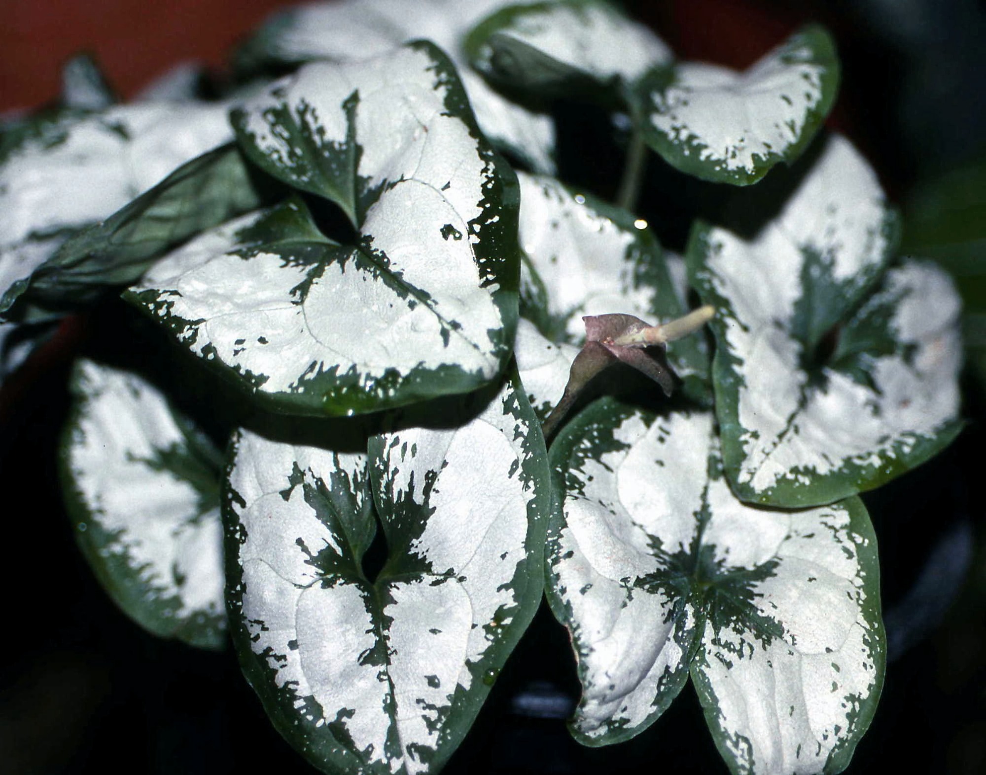 Ulearum Sagittatum Sagittatum -- Earthpedia plant