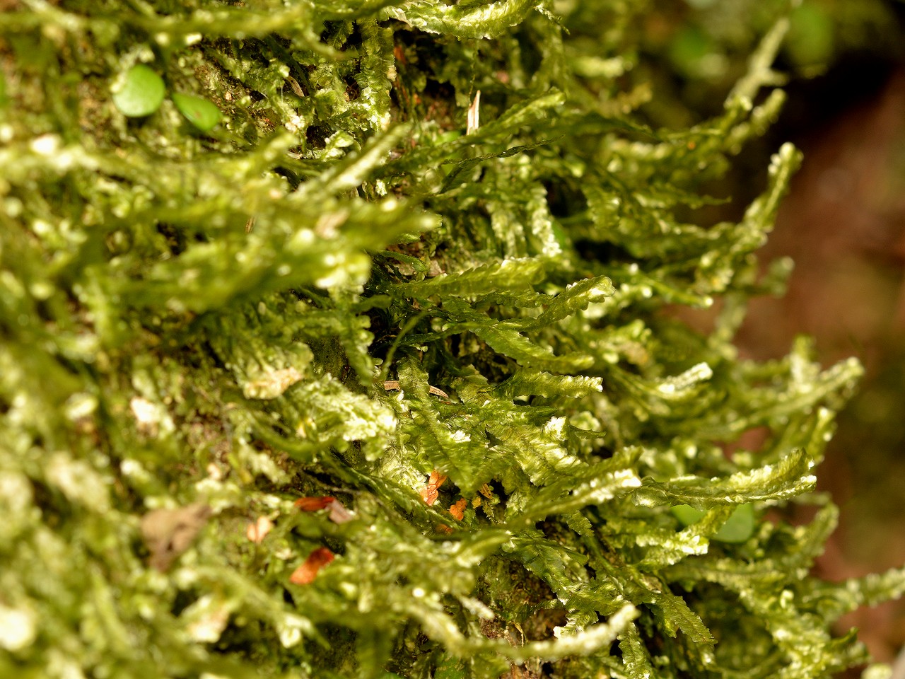 Neckeropsis Nitidula -- Earthpedia plant