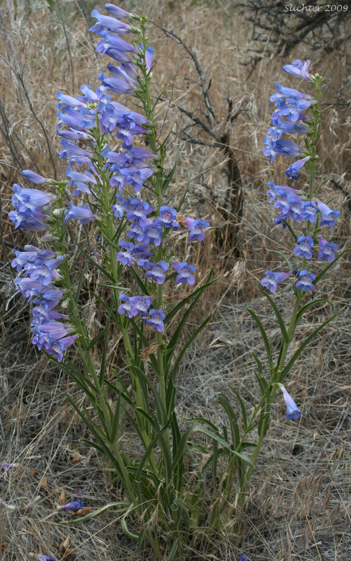 Penstemon Spectabilis