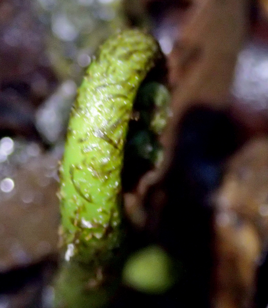 Asplenium Bulbiferum Gracillimum -- Earthpedia plant