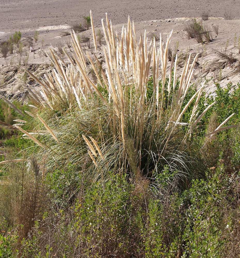 Cortaderia Atacamensis -- Earthpedia plant