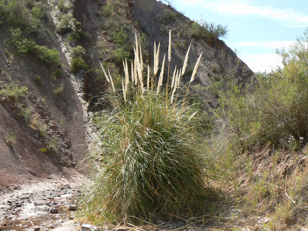 Plantsnap – Identify Plants, Trees, Mushrooms With An App