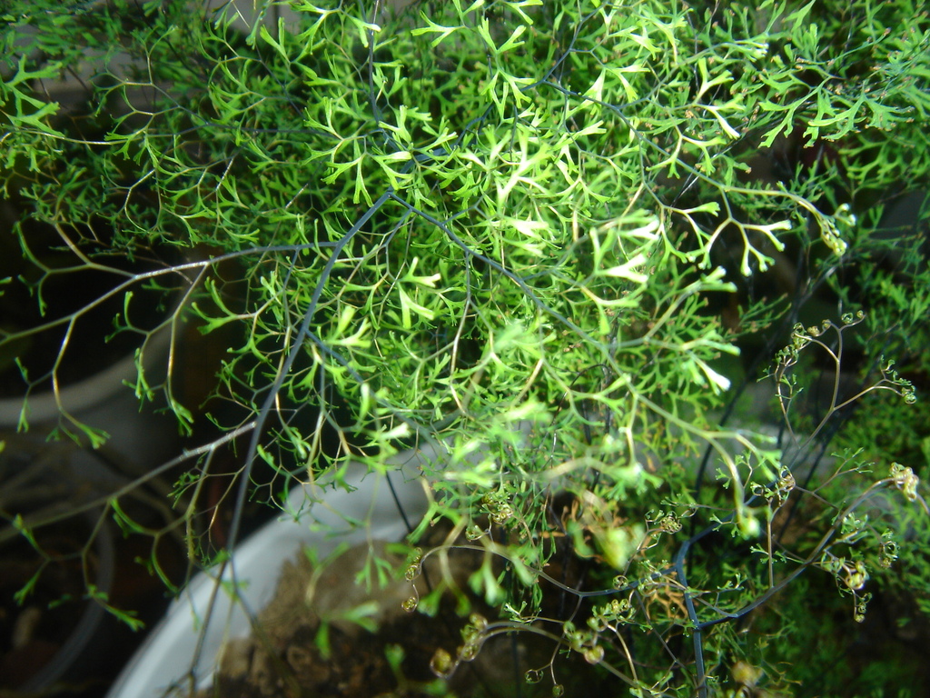 Anemia Millefolia -- Earthpedia plant