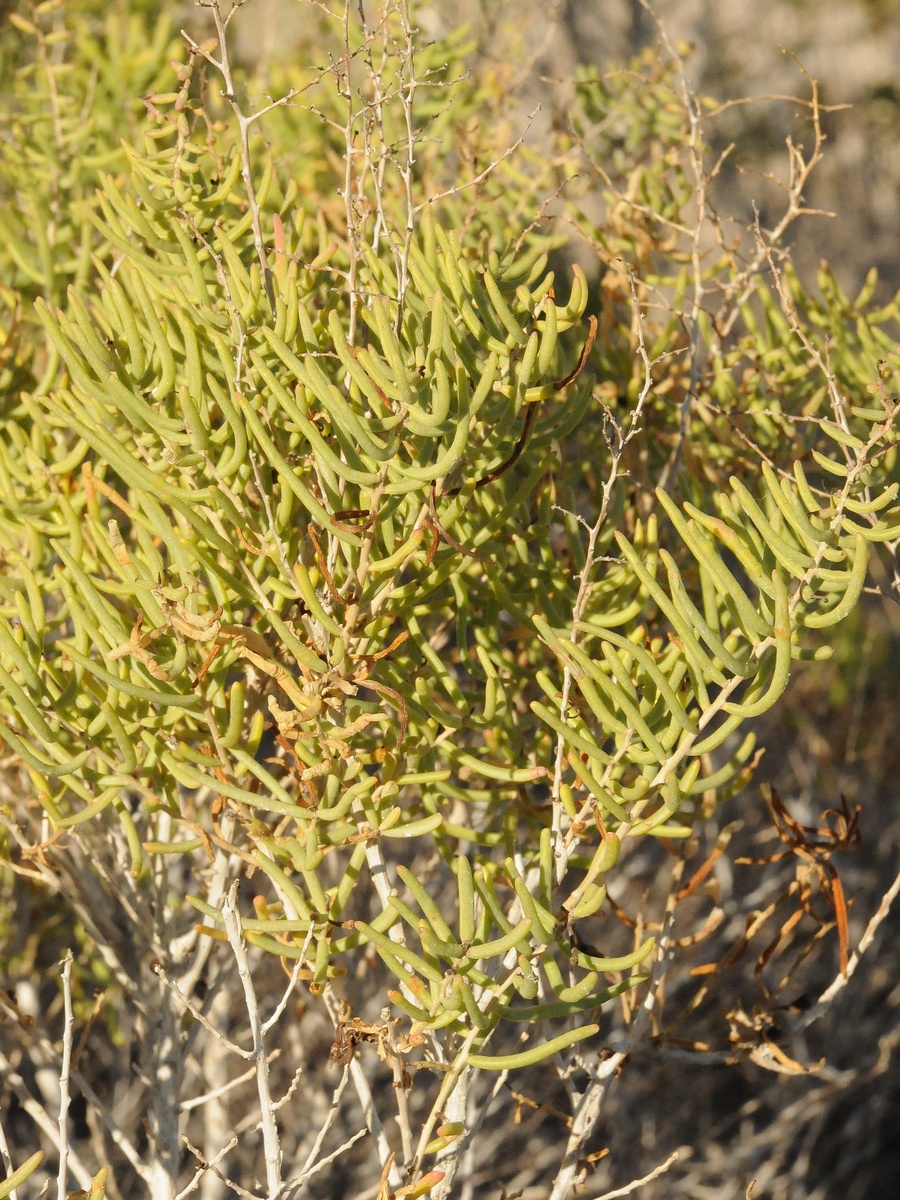 Suaeda Physophora -- Earthpedia plant