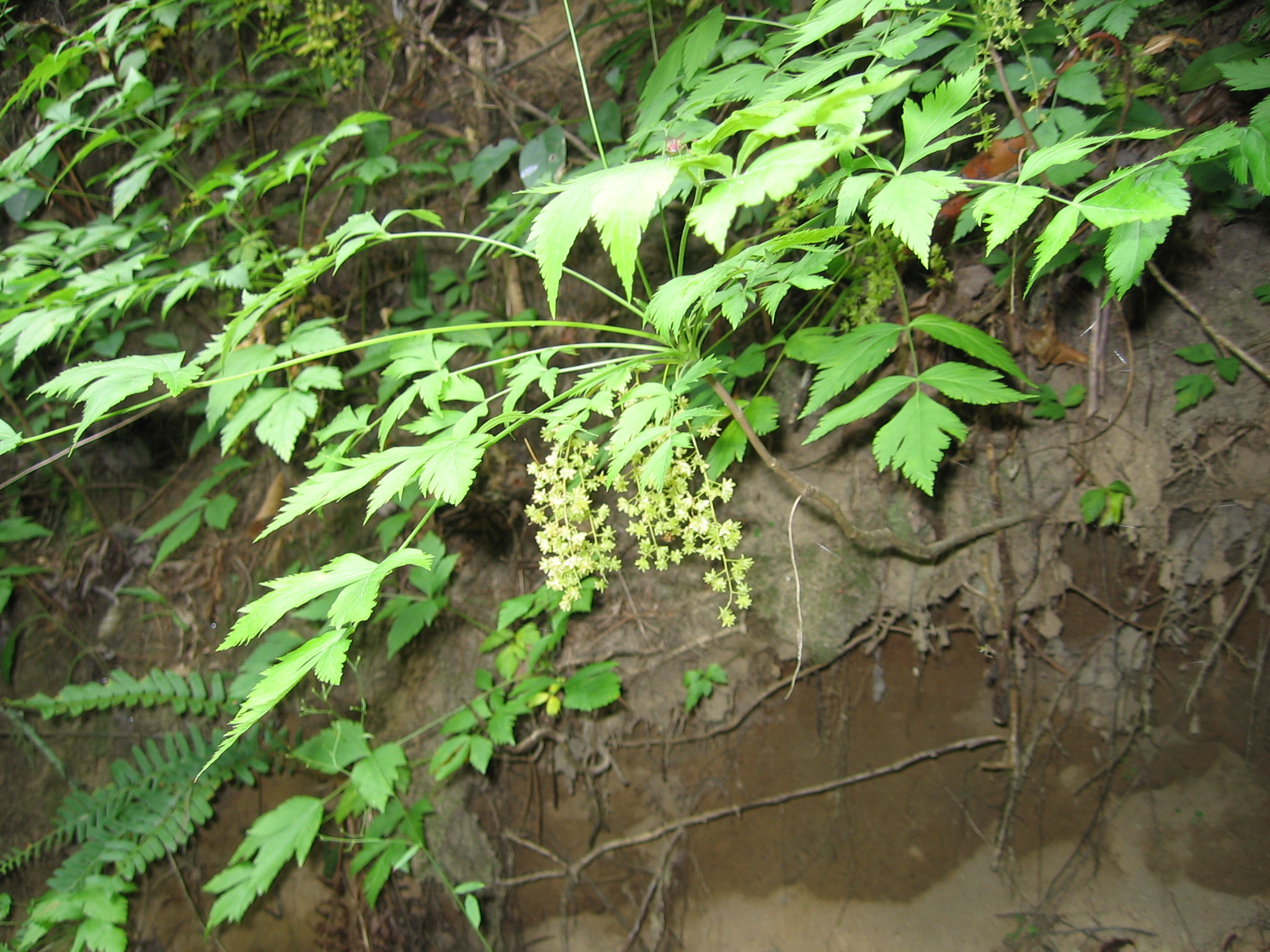 Xanthorhiza Yellowroot