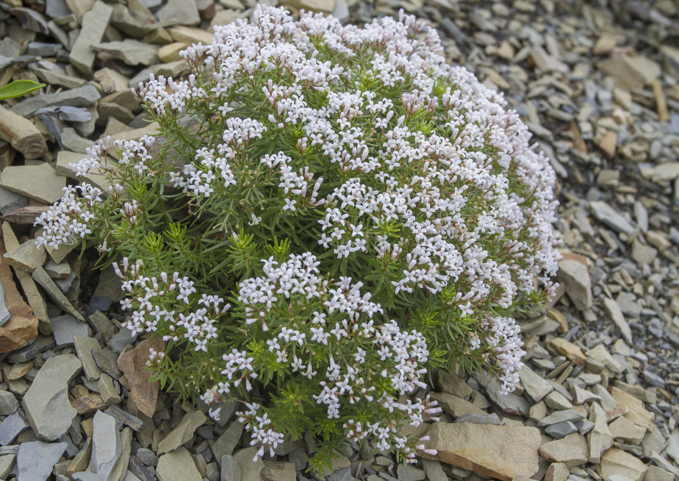 Plantsnap – Identify Plants, Trees, Mushrooms With An App