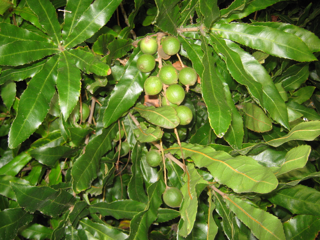 Macadamia Plant