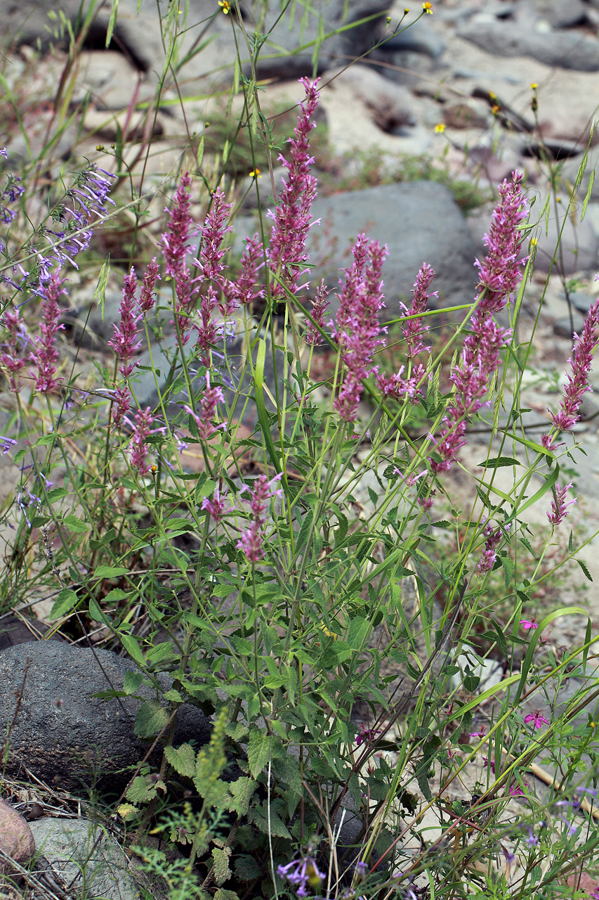 Agastache How To Grow And Care For Agastache | BBC Gardeners World