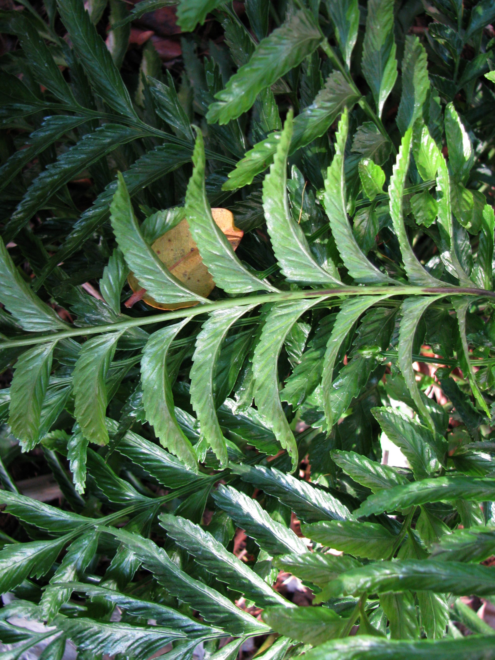 Asplenium Kaulfussii Dareoides -- Earthpedia plant