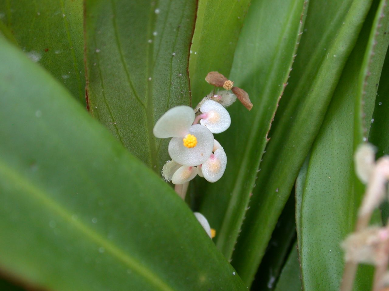 Begonia Herbacea -- Earthpedia plant