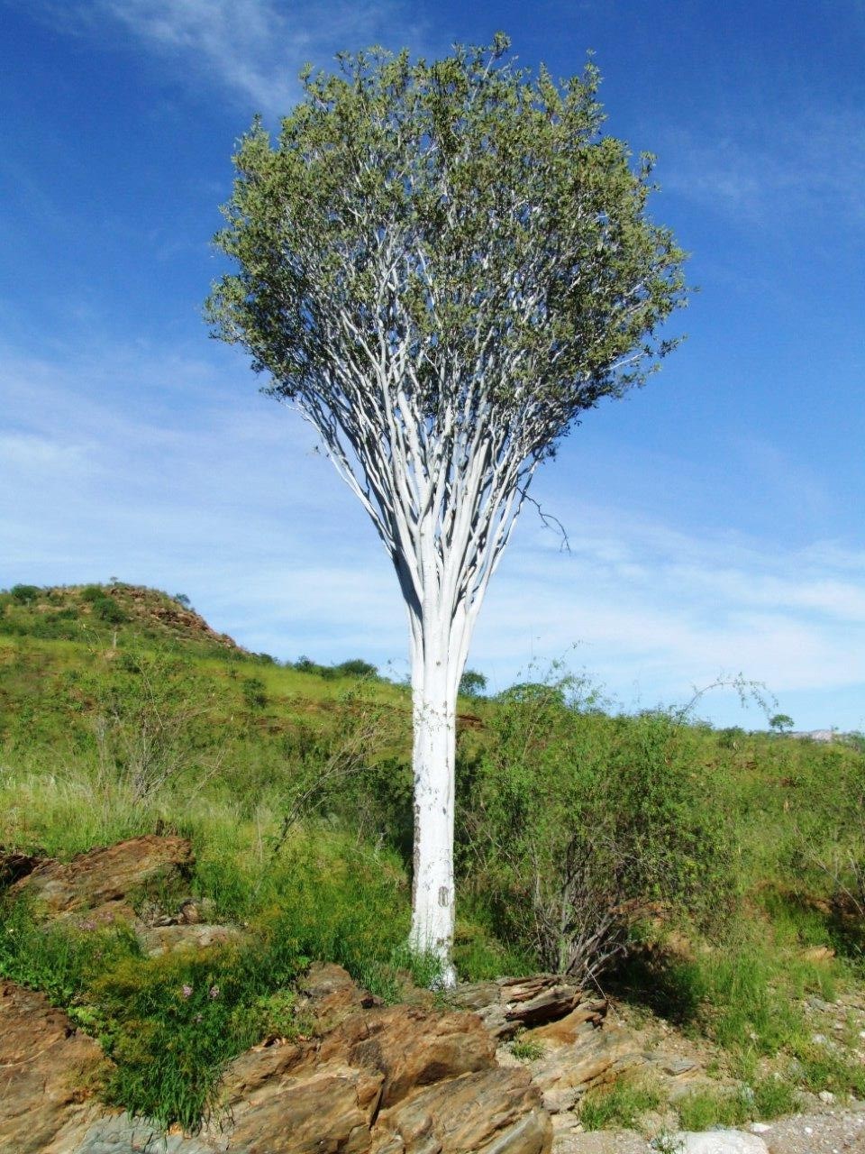 Plantsnap – Identify Plants, Trees, Mushrooms With An App