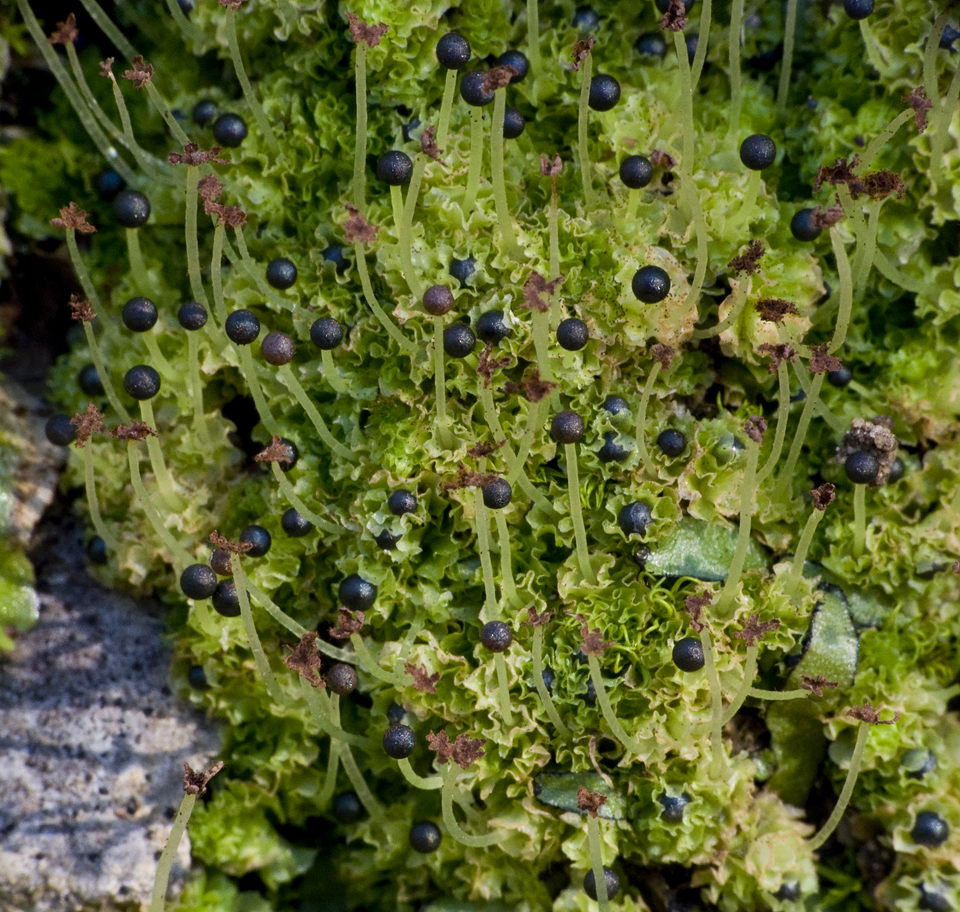 Fossombronia Caespitiformis -- Earthpedia plant
