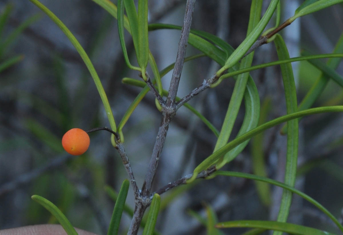 Alyxia Linearis -- Earthpedia plant