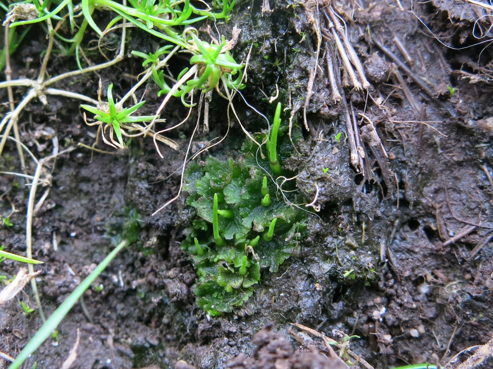Fossombronia Maritima -- Earthpedia plant