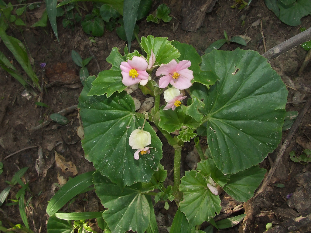 Begonia Princeae -- Earthpedia plant