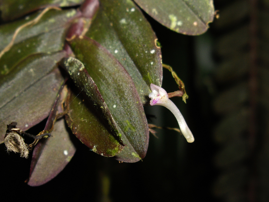 Angiosperms (Flowering Plants) • Earth.com