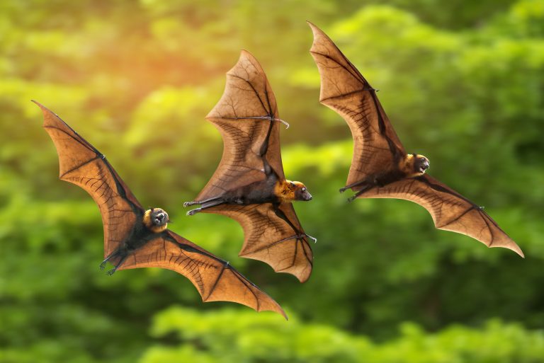 How bats use echolocation to hunt prey • Earth.com