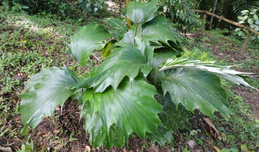Fishtail Palm Leaves
