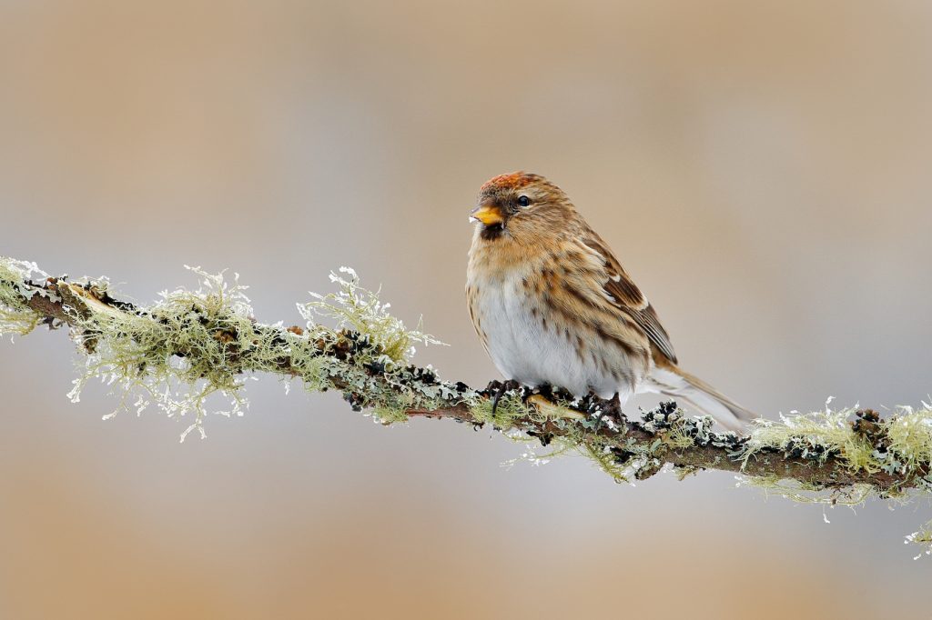 Pesticides found to be extremely toxic to birds • Earth.com
