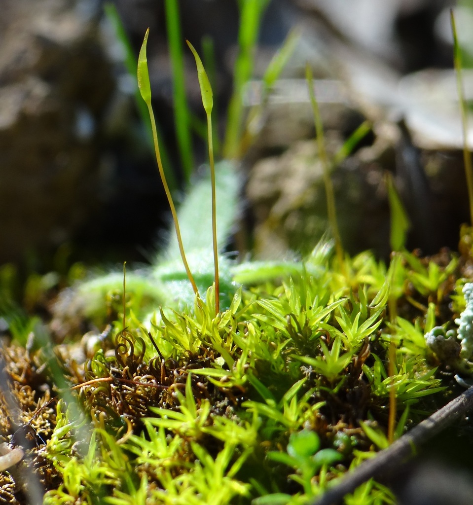 Plantsnap Identify Plants Trees Mushrooms With An App plantsnap-identify-plants-trees-mushrooms-with-an-app