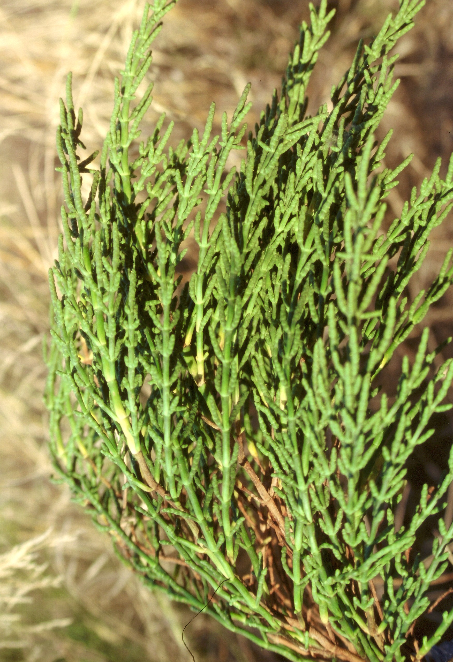 Plantsnap – Identify Plants, Trees, Mushrooms With An App