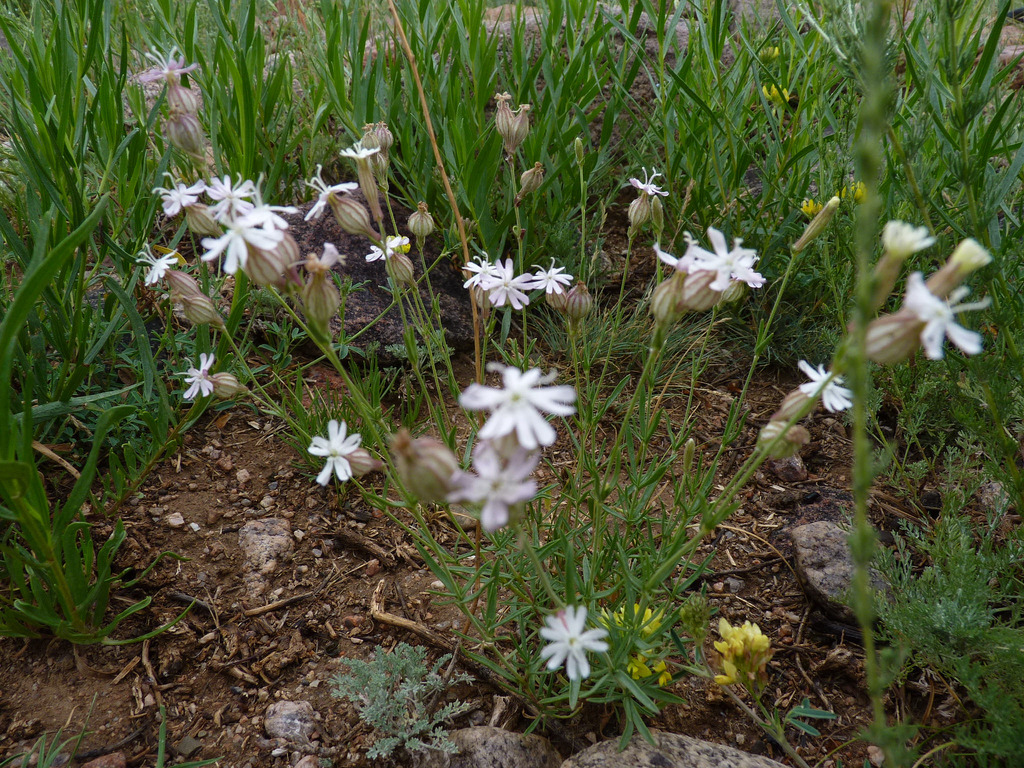 Plantsnap – Identify Plants, Trees, Mushrooms With An App