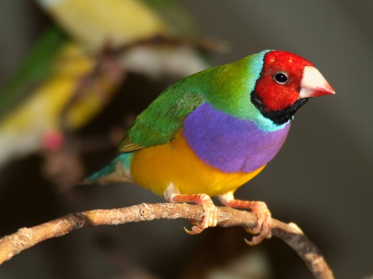 10 of the world’s most colorful animals • Earth.com