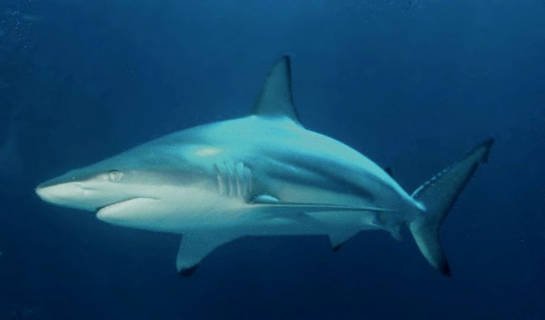 Shark found with both male and female reproductive organs • Earth.com