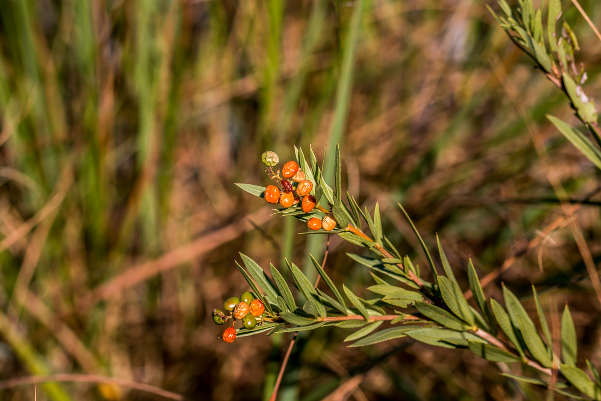 Plantsnap – Identify Plants, Trees, Mushrooms With An App