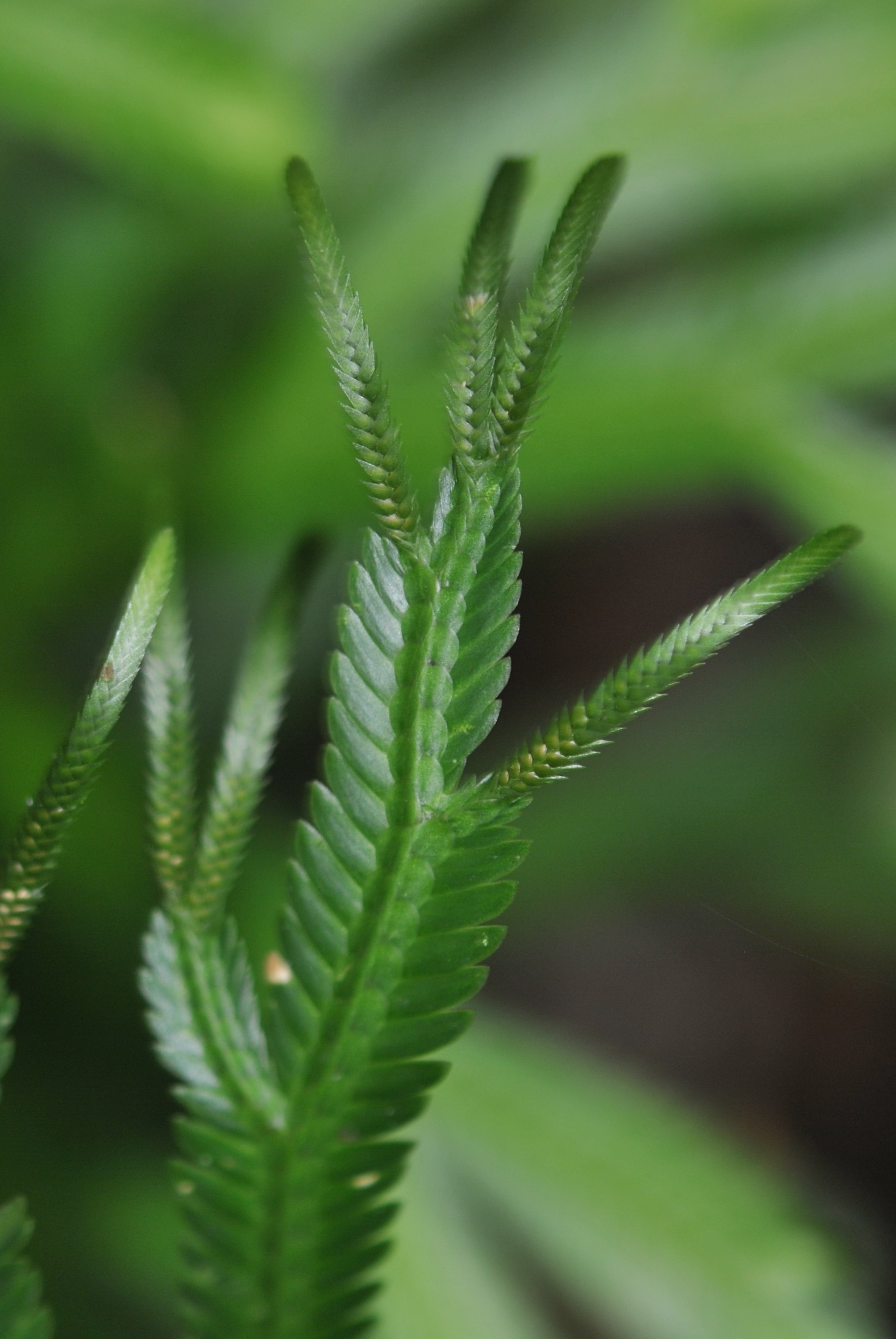 Selaginella Ornithopodioides -- Earthpedia plant