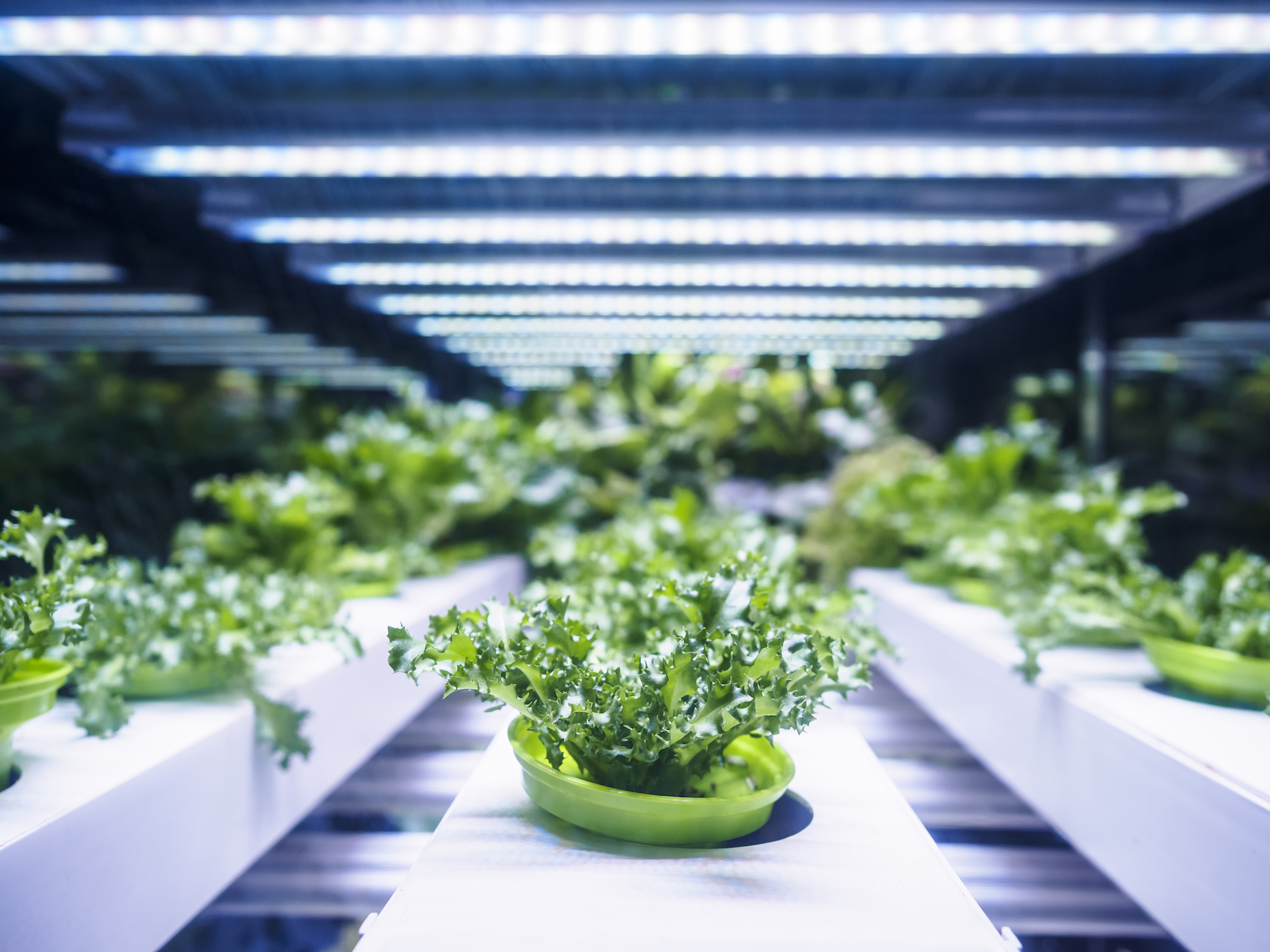Hormone Made In The Lab Could Unlock Mysteries Of How Plants Grow 