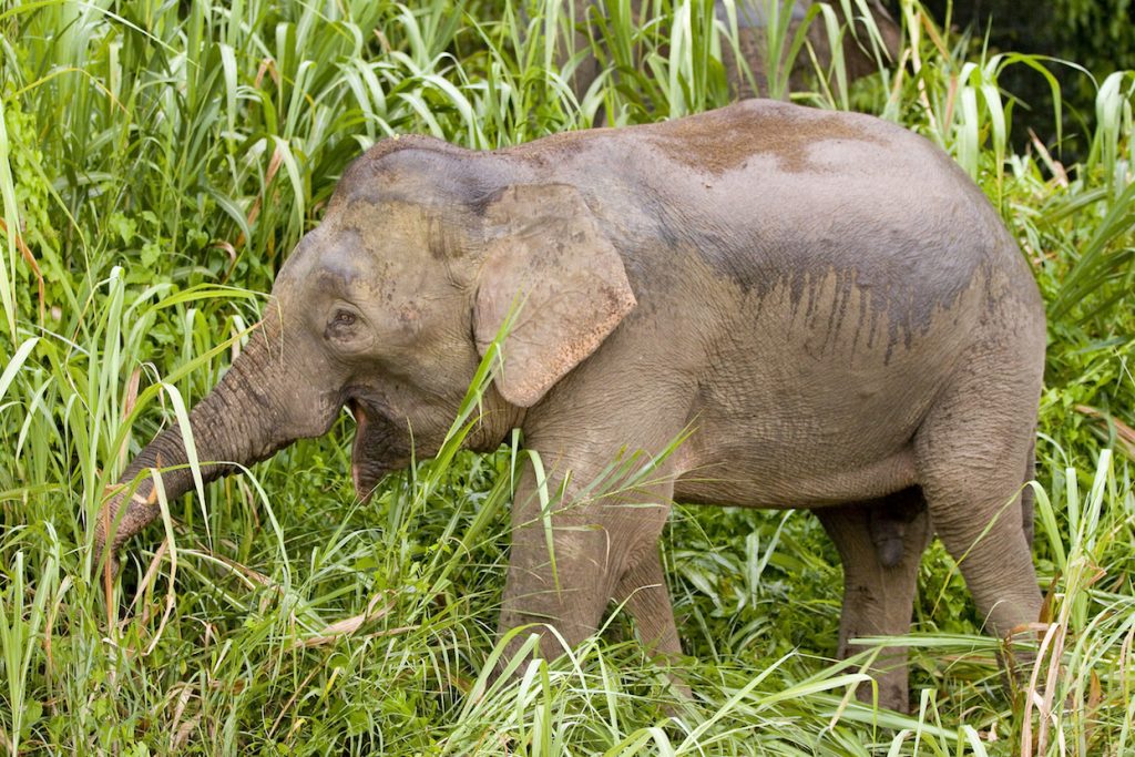 Poachers are now targeting the world’s smallest elephants • Earth.com