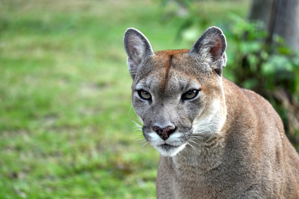 Eastern cougars declared extinct after vanishing over 75 years ago ...