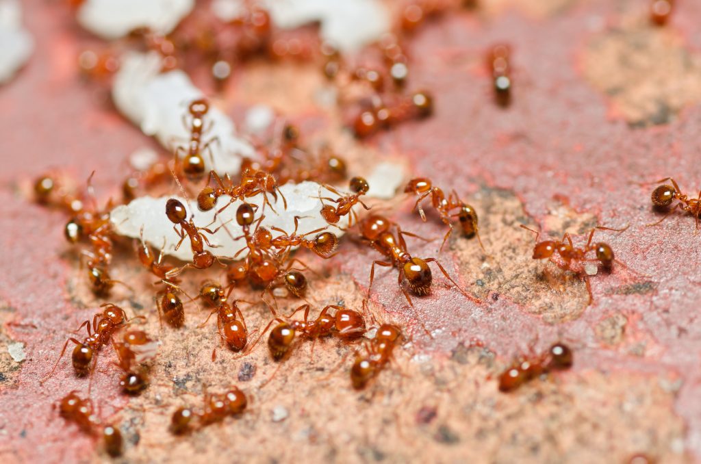 New methods to control invasive fire ants • Earth.com