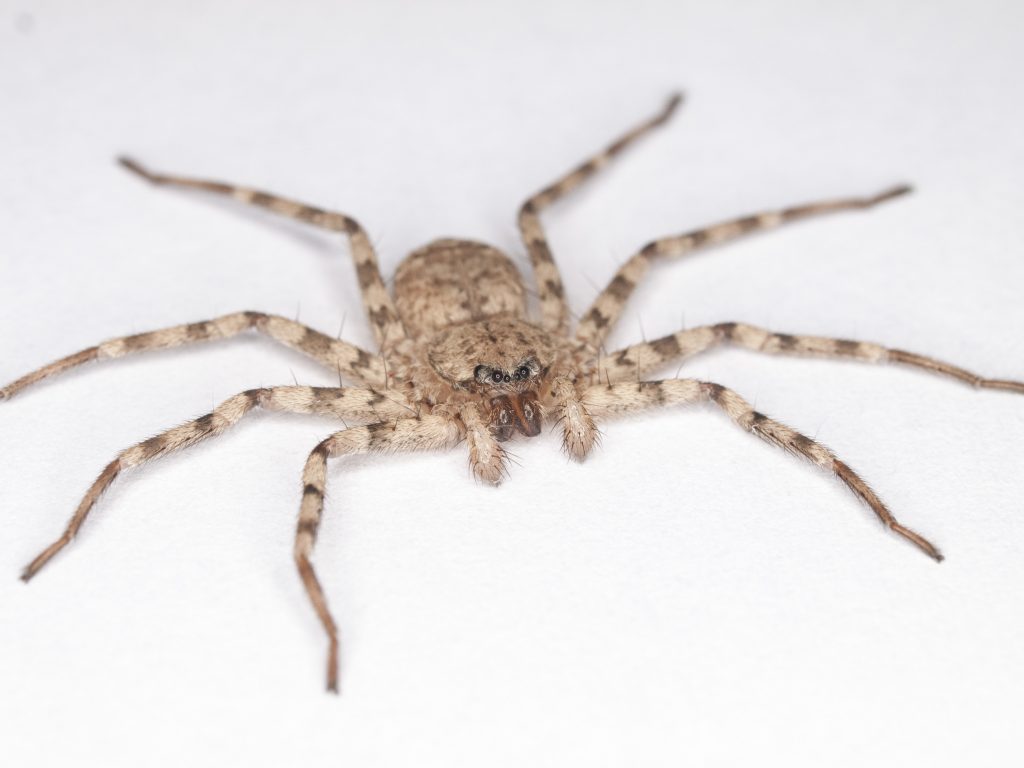These spiders are the fastest spinners on Earth • Earth.com