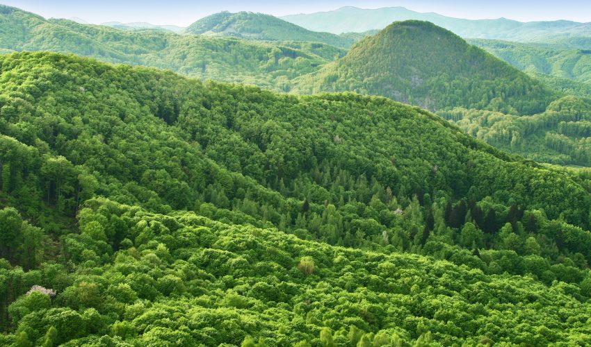 Plants first began covering the Earth 520 million years ago • Earth.com