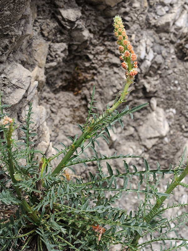 Plantsnap – Identify Plants, Trees, Mushrooms With An App