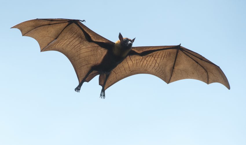 Bats carry dangerous viruses but don’t get sick. Here’s how. • Earth.com