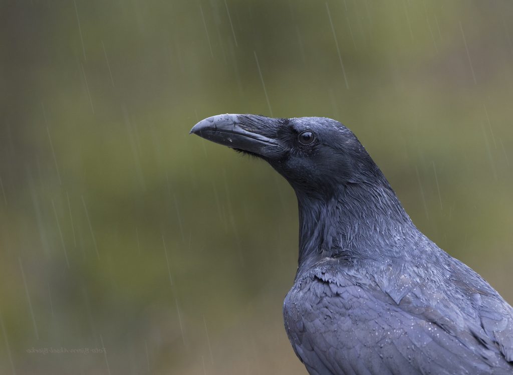 Two types of common ravens hybridize into one species • Earth.com