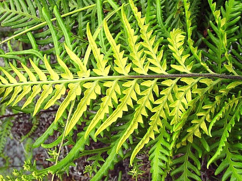 Pityrogramma Chrysophylla Subflexuosa -- Earthpedia plant
